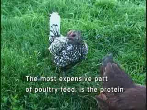 Japanese Beetles Part 2 Feeding Chickens - YouTube