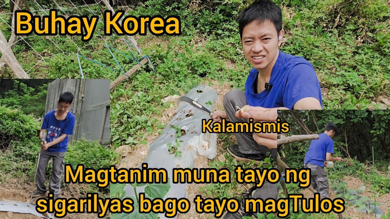 Magtanim muna ng sigarilyas o kalamismis bago tayo maglagay ng tulos ...