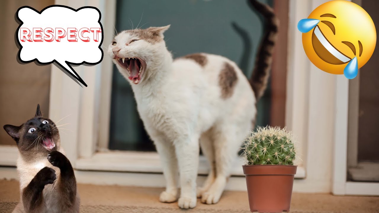 Respect cats.Animals video.Cutest Cats and Dogs 🐱🐶 - YouTube
