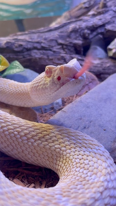 Rattlesnake Bites Lip In His Sleep! So I had to check on him 🐍 Big ...