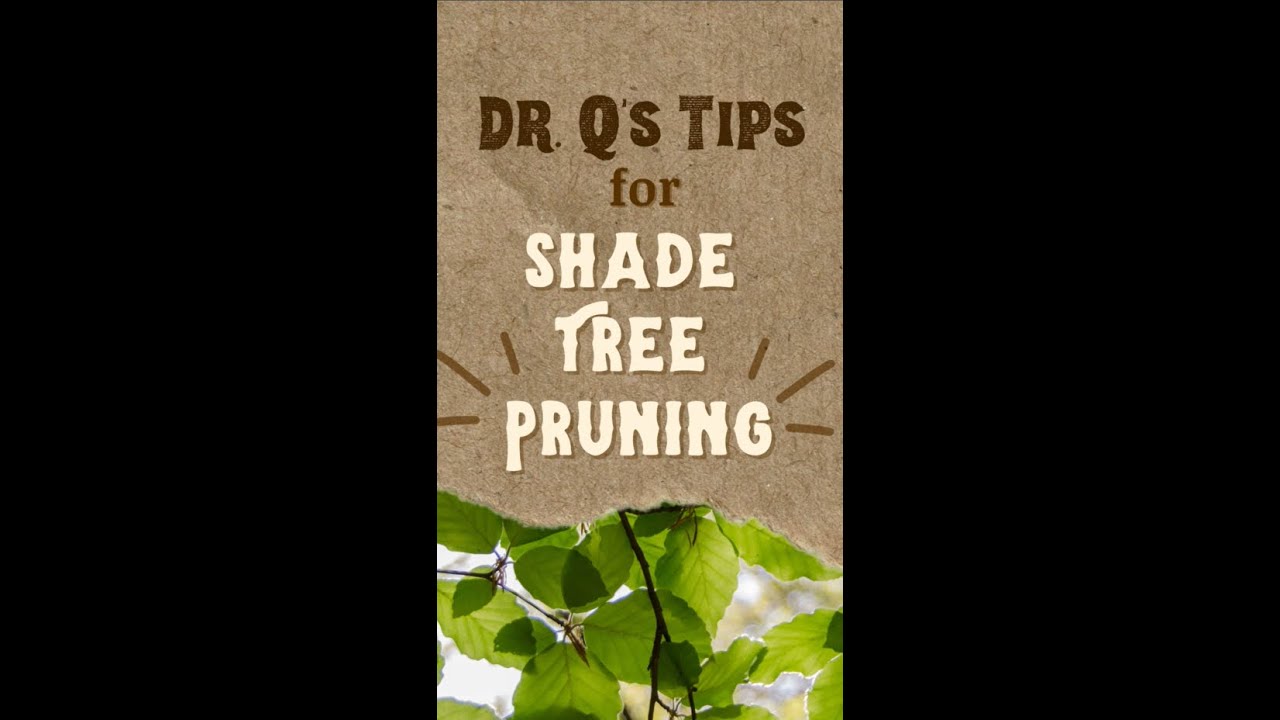 Pruning Your Shade Tree - YouTube