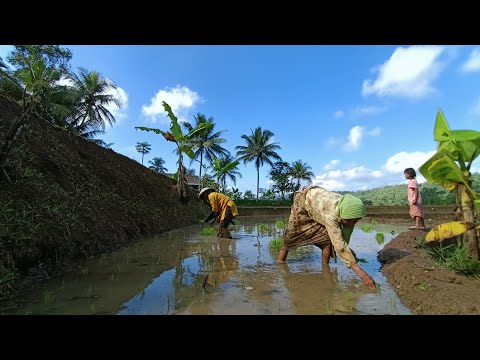 Aktivitas Pagi di Kampung Yang Indah, Sawah di Lereng Bukit Nambah Betah | Pedesaan Sunda Jawa Barat