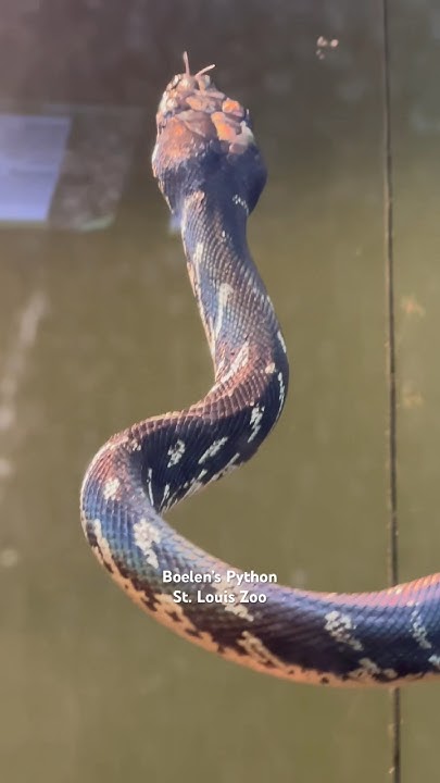 Boelen’s Python - #boelen #python #saint #louis #zoo #missouri #usa # ...