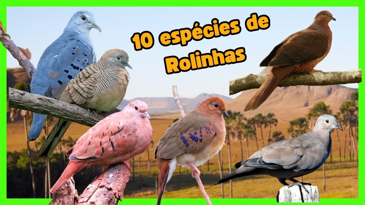As 10 espécies de Rolinhas - YouTube