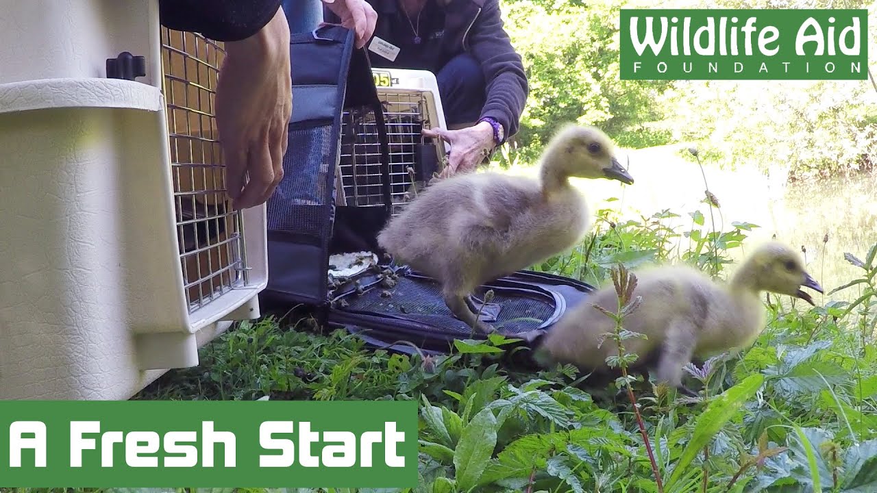 Canada goose family gets lost! - YouTube