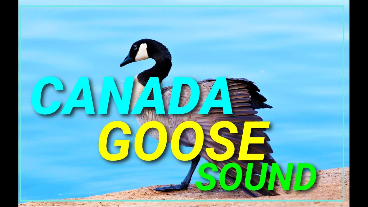 Canada Goose sound effect call | Hunt | Animal planet | Birds | Duck ...