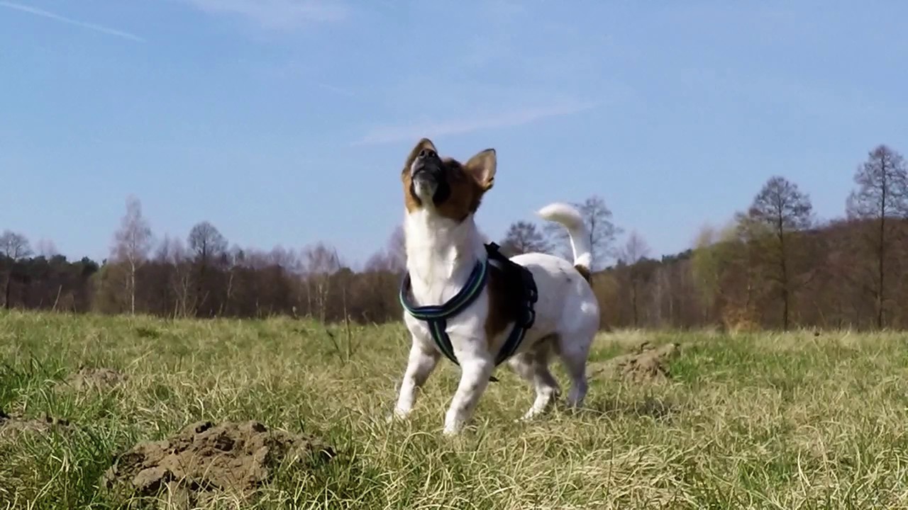Dog Motion - YouTube