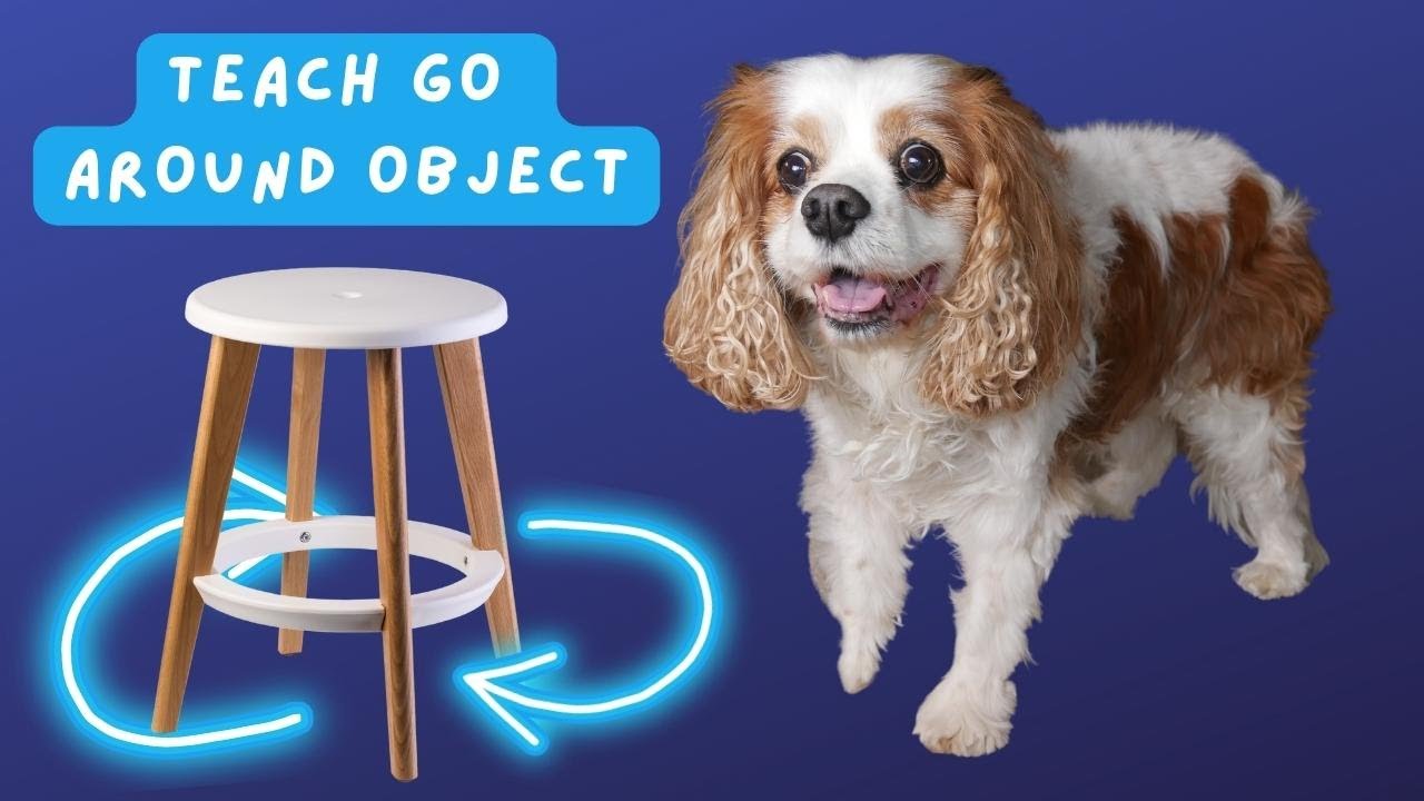 How to Teach a Dog to Go Around an Object | Fun Dog Tricks to Teach a ...