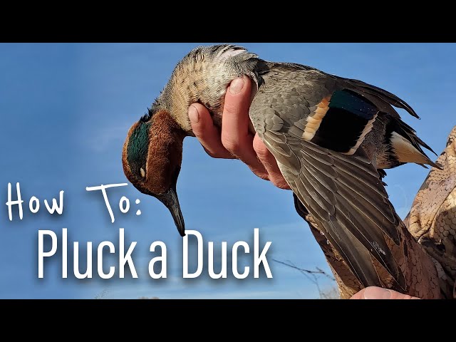 Waterfowl Hunting | Oklahoma Department of Wildlife Conservation