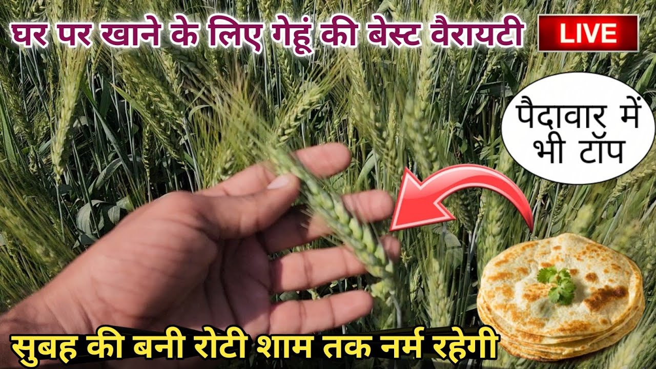 खाने के लिए गेहूं (Wheat) की बेस्ट किस्म🔝सुबह की बनी रोटी शाम तक नर्म ...