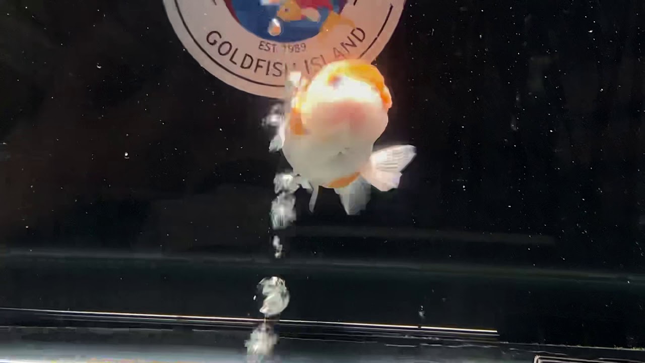 Goldfish Island - 1208RA00SA445TH1F1 - YouTube