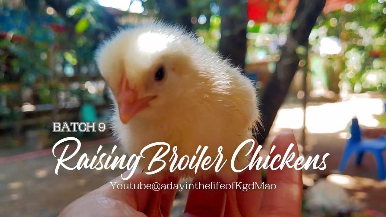 RAISING BROILER CHICKENS | BATCH 9 | #poultry #broilerchicken #farmlife ...