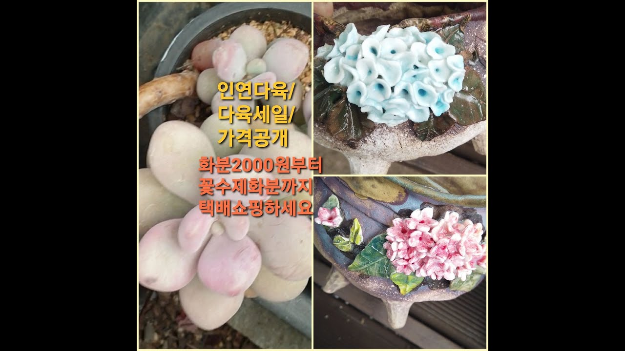 인연다육 다육이세일가격공개꽃수제화분 다육이화분싸게파는곳 다육이세일 택배 빌로붐세일 리톱스 크리스마스창 희성금