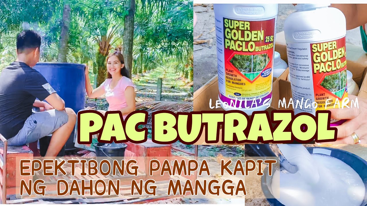 ALAMIN DITO | PAMPAKAPIT AT PAMPA MATURE SA DAHON NG MANGGA - YouTube