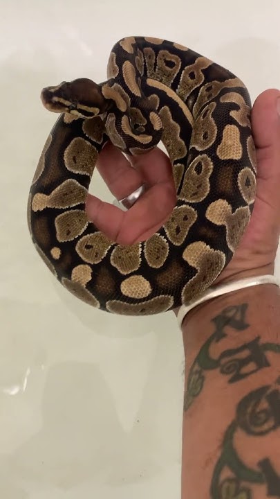 Sneaky snake bath time #python #snakes - YouTube