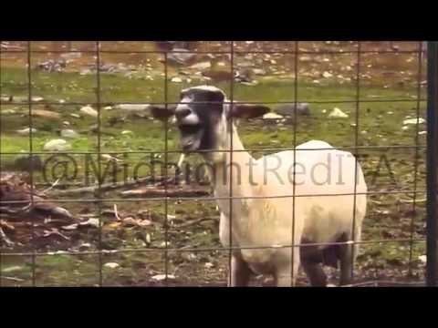 Midnight Red - Hell Yeah (Goat Edition) - YouTube