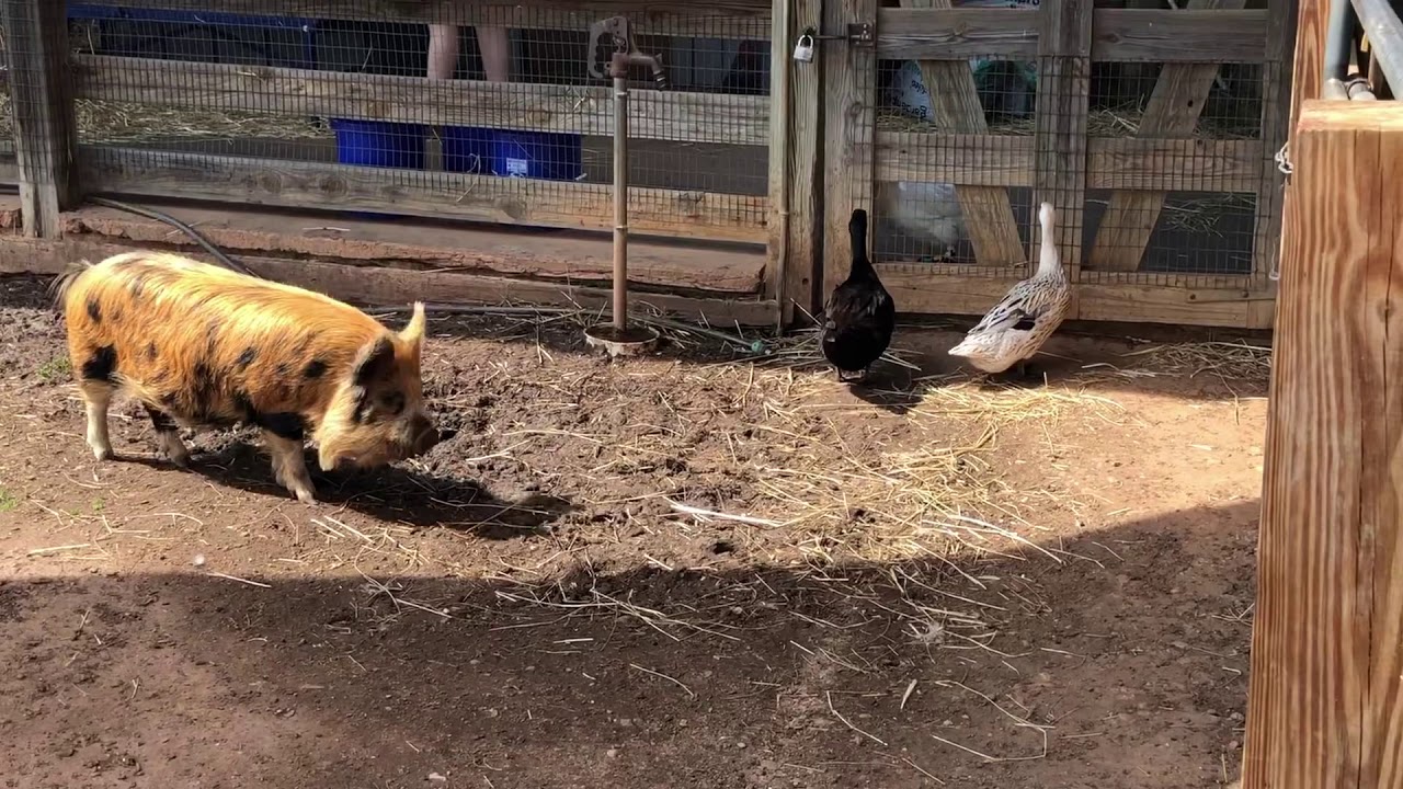 Maymont Farm Animal Mashup (featuring adorable pigs) - YouTube