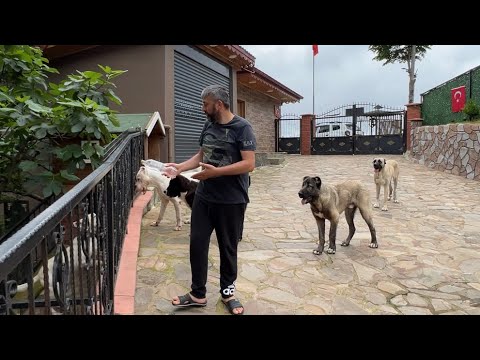 OYUN BOZAN CANECORSO BELLA