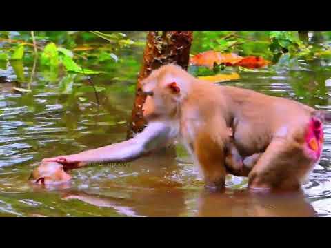 OMG !! Mom LIIBY Bring her cute Baby Leo C rossing Water without caring his safe  1080p