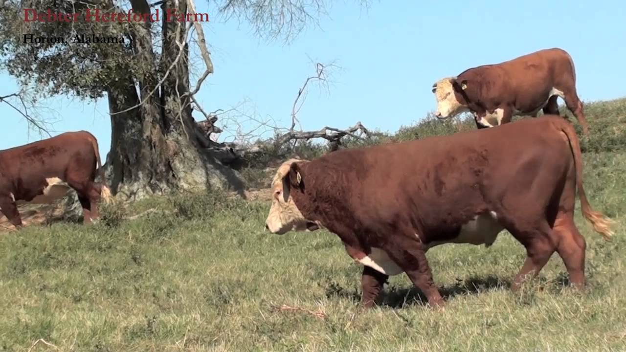 Debter Hereford Farm Bulls - YouTube