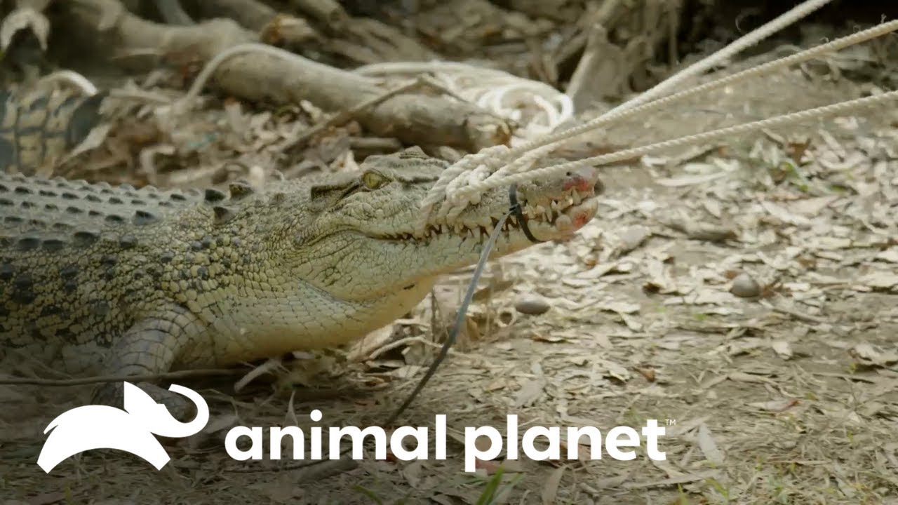 Manobra extrema: capturando um crocodilo | A Família Irwin | Animal ...