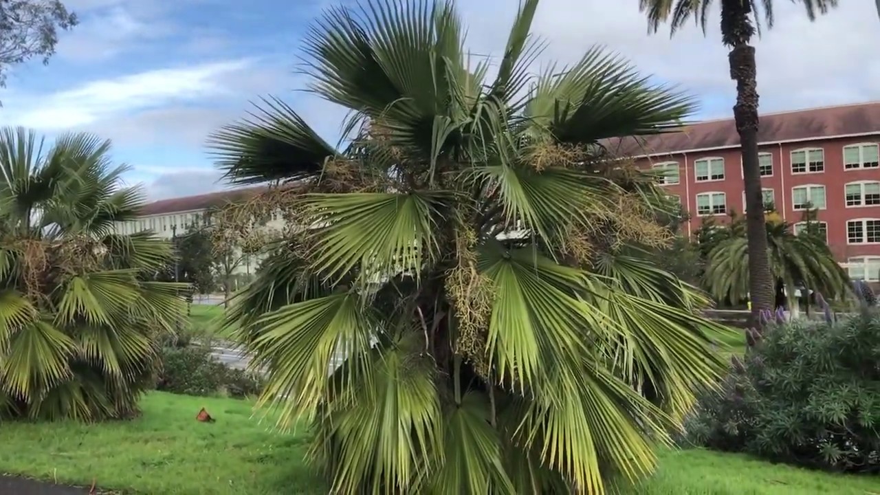 The California Fan Palm & Black Diamond Scale - YouTube