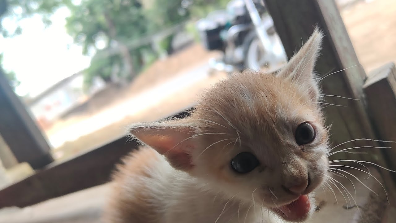 Aisa cat nhi dekha hoga ️🥰😺 - YouTube