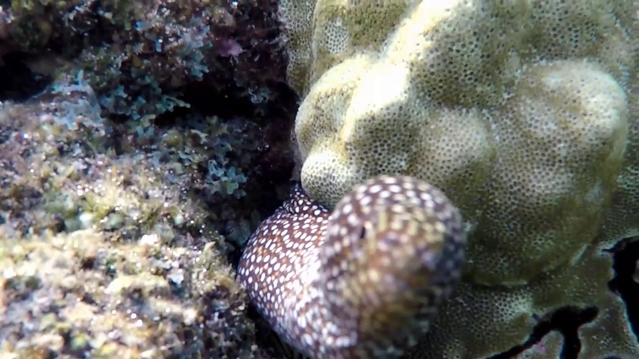 dancing eel - YouTube