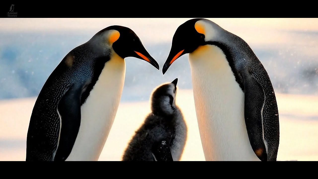 Penguin Family: A Tiny Miracle - YouTube