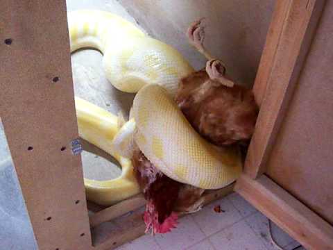 14 FOOT SNAKE EATS CHICK!!! - YouTube