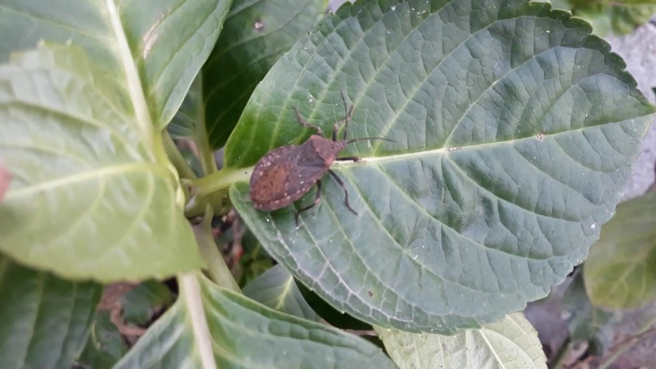 #mosquito barbeiro na minhas plantas - YouTube