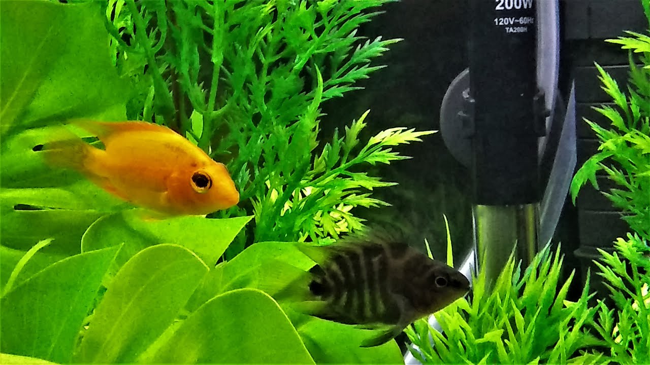 Blood Parrot Tank Setup - YouTube