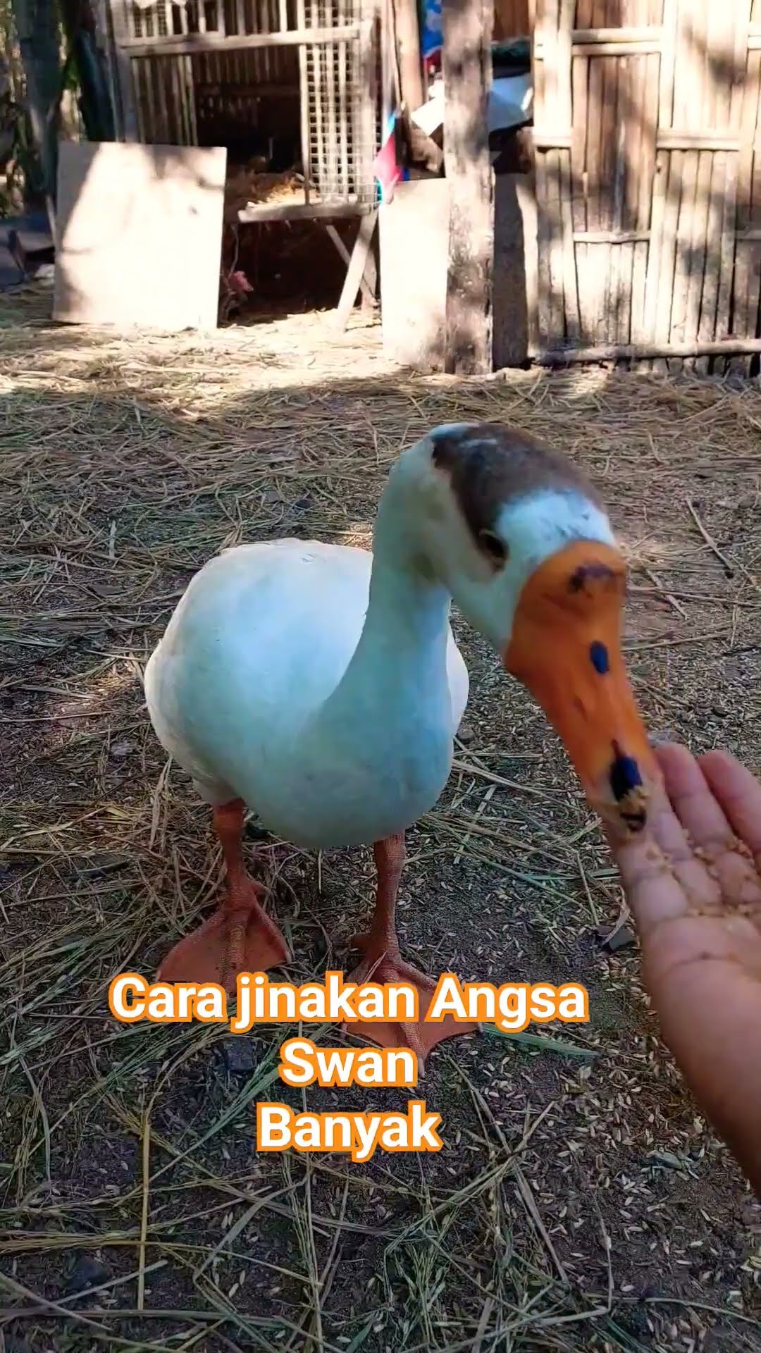cara jinakan Angsa ,banyak, swan #angsaputih #duck #angsa #swan # ...