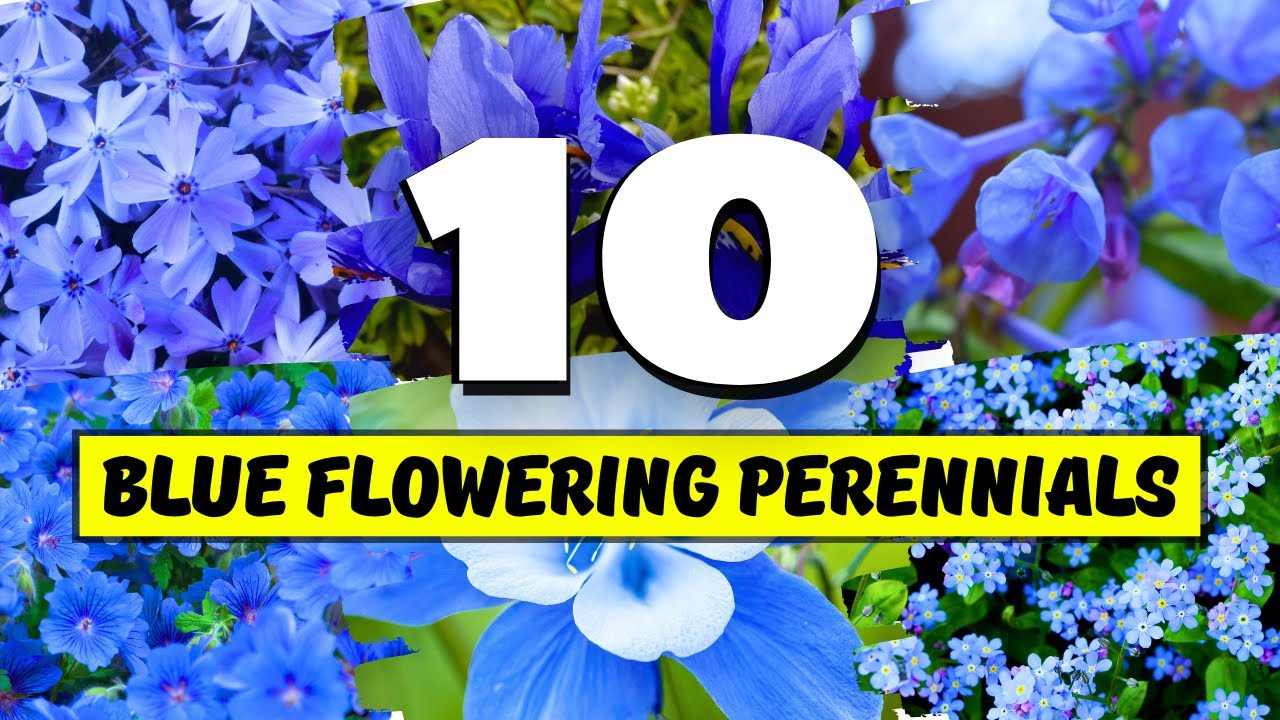 Blue Blooming Perennials 25 Best Blue Flowers | BBC Gardeners World