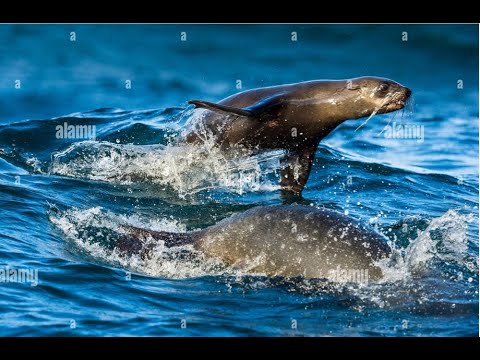 Seals take over the world by jumping - YouTube