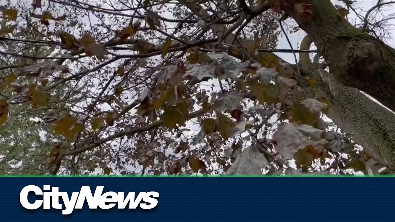 Powdery mildew fungus seen on Toronto maple trees - YouTube