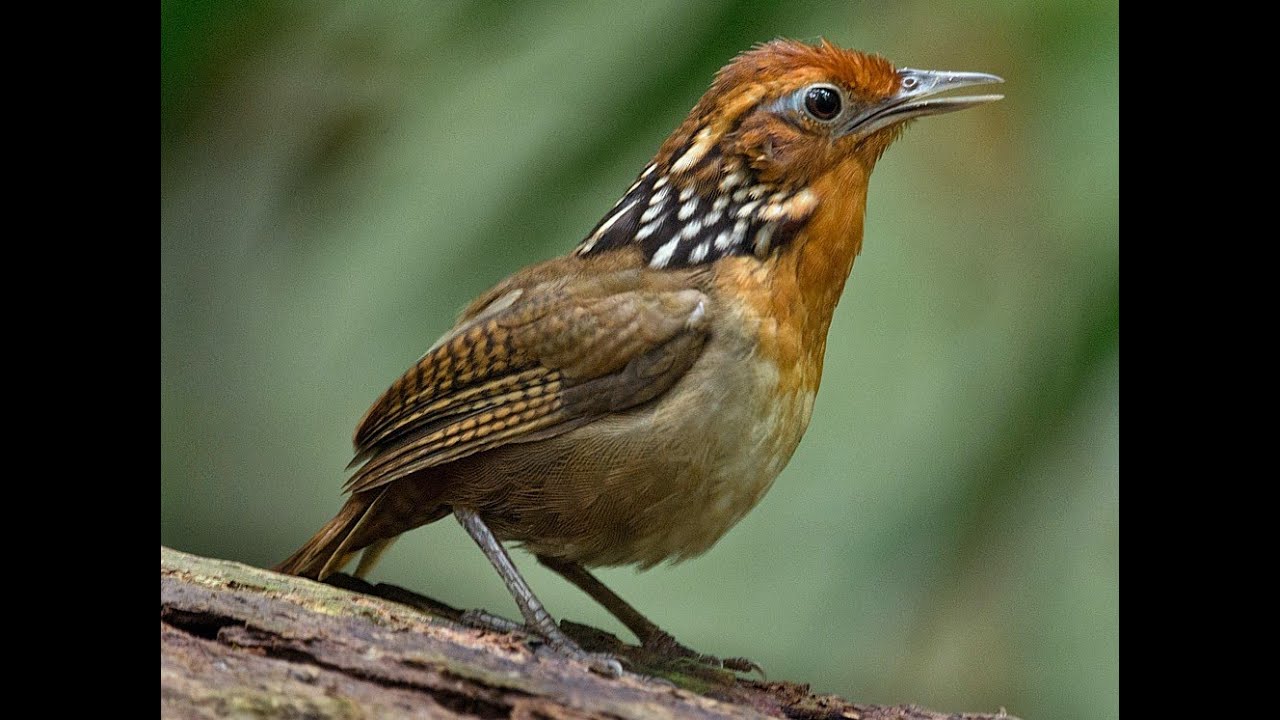 Unique Bird Songs - Musician Wren (Uirapuru-Verdadeiro) - YouTube