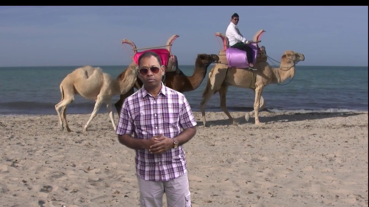 The Amazing Camel - YouTube