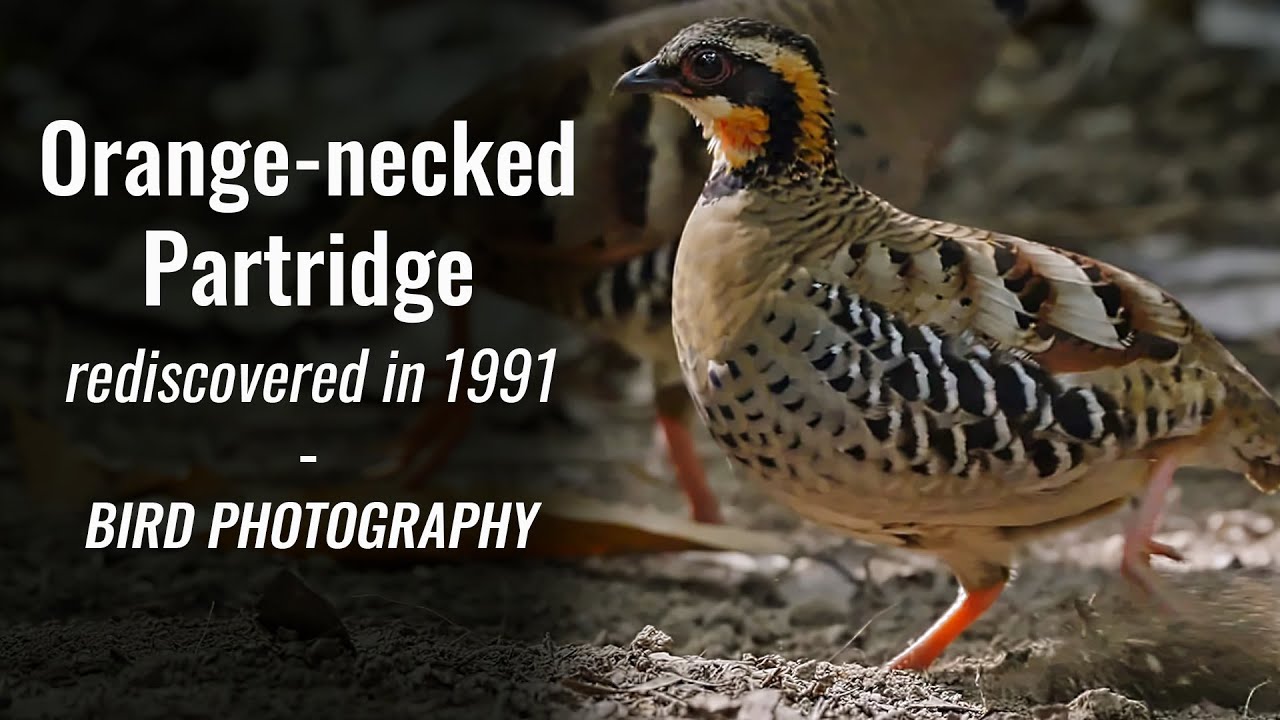 Bird Watching Orange necked Partridge | Tropical Forest | Rare Species ...