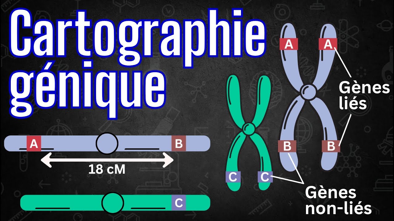Les gènes non-liés et les gènes liés - YouTube
