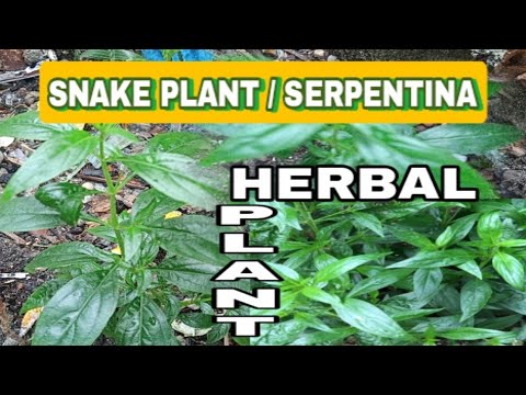The Benefits Of Serpentina Or Snake Plant - YouTube