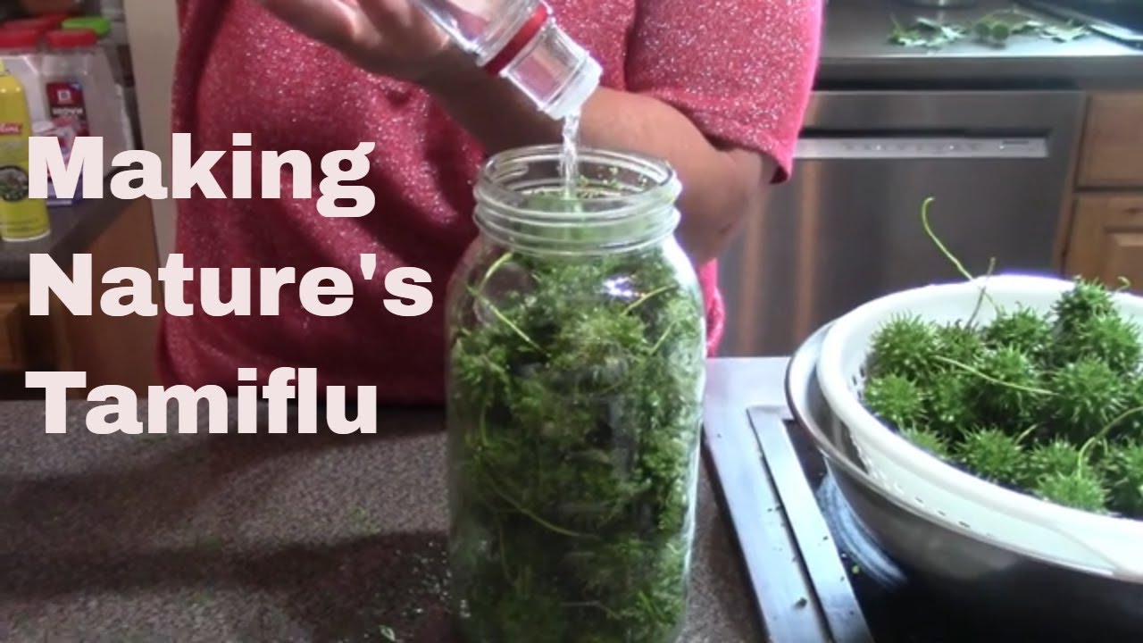 How To Make Tamiflu From Sweet Gum Balls