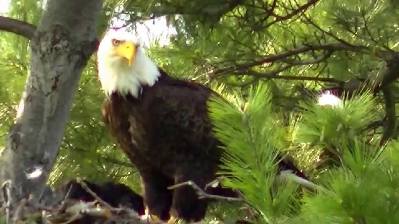 Hungry Eaglets ! Bald Eagle Nesting Feeding the Young ! - YouTube