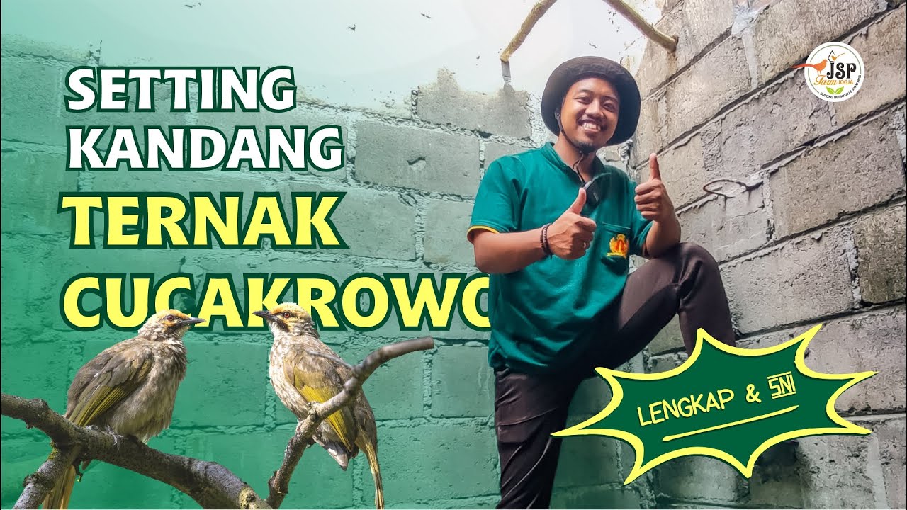 Manuke Manuke Cucakrowo 🎶 Begini Cara Setting Kandang Buat Ternak ...