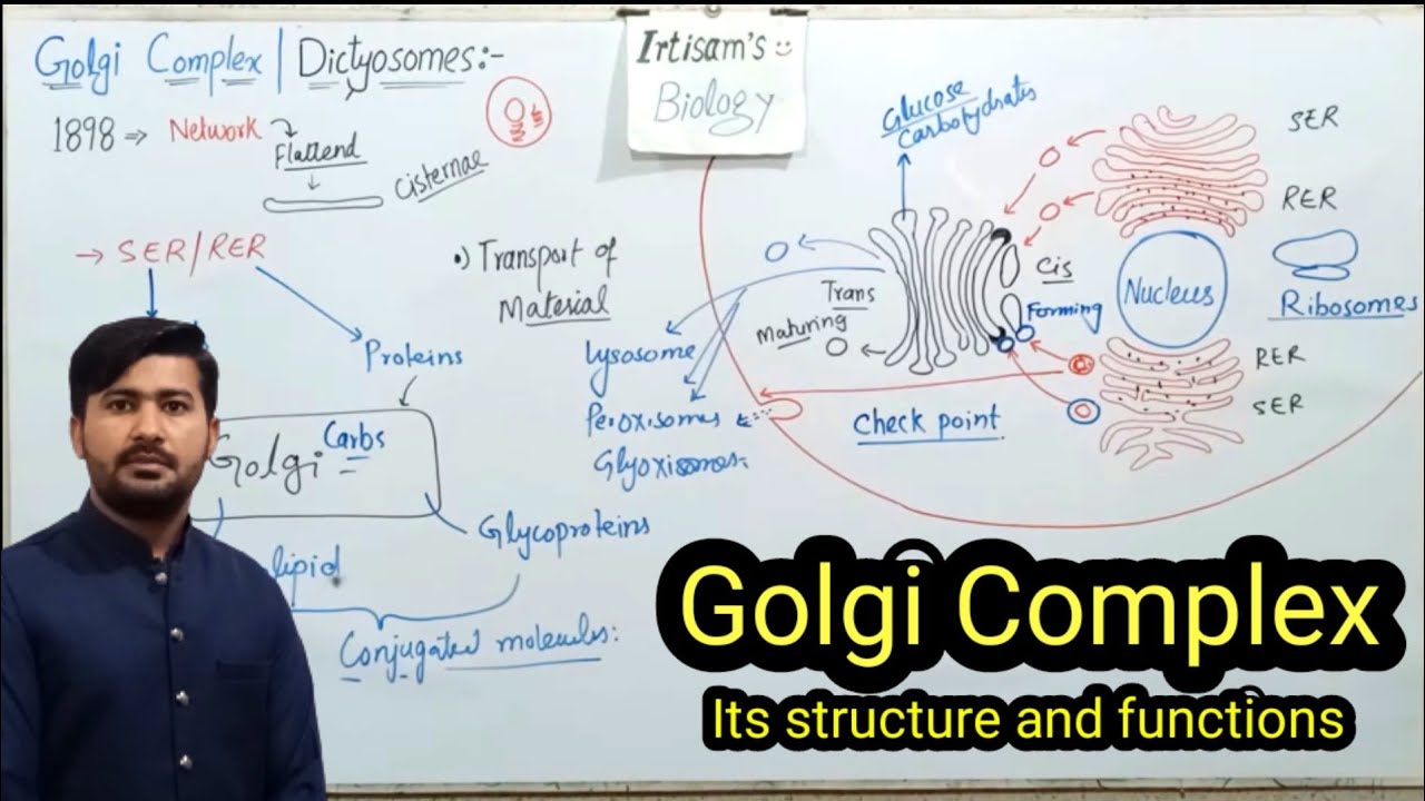 4.6 Golgi Complex| golgi bodies | Golgi Apparatus | Dictyosomes | Fsc ...