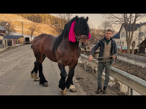 Leo armasar de monta a lui Stefan Gabriel Medviciuc de la Ciumarna\\ Bucovina