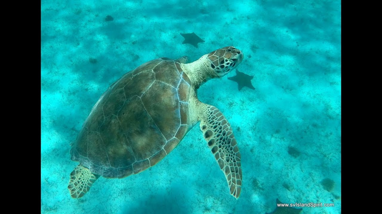 Swimming with Turtles Tobago Cays Caribbean - YouTube