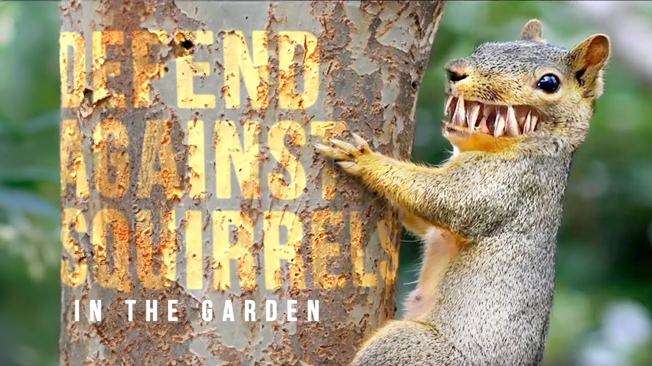 Squirrel Defense in the Garden - YouTube