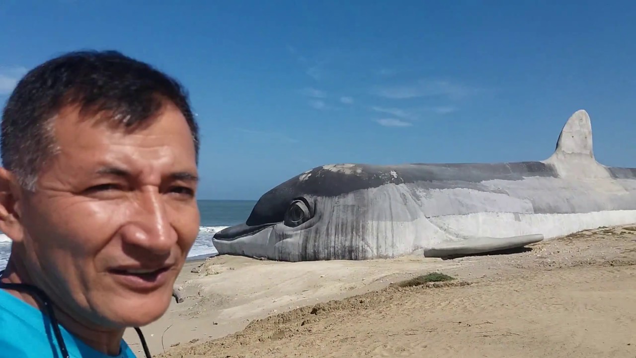 QUIERES VER ALGO IMPACTANTE!!!!!!! UN DELFIN GIGANTE EN LAS PLAYAS DE ...