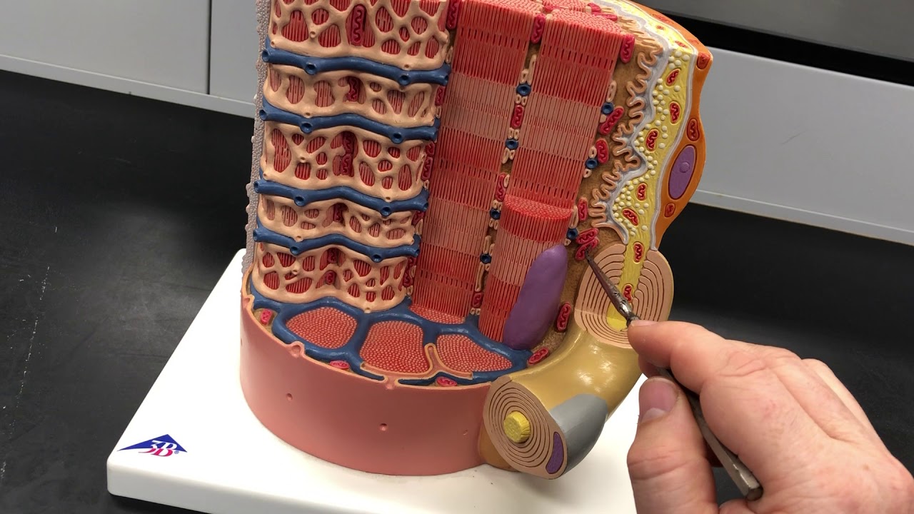 Muscle Cell Model - YouTube